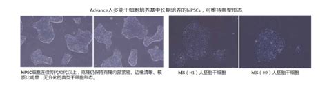 Ips细胞培养基：干细胞 逆生长”背后的 营养密码” 知乎