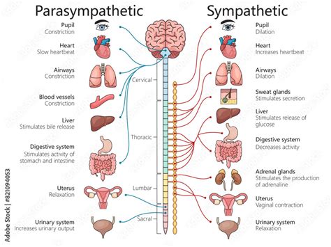 Parasympathetic And Sympathetic Nervous Systems Various Organs And Bodily Functions Structure