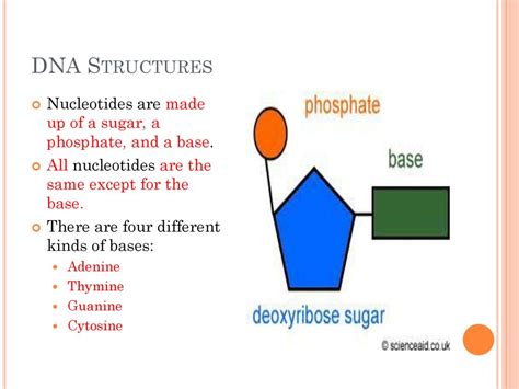 How Dna Works Structure And Functions Ppt Download