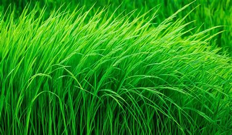 How To Identify Grass Type