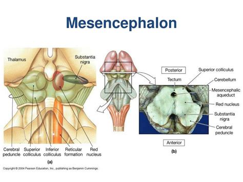 Ppt The Brain And Cns Powerpoint Presentation Free Download Id2114143