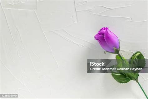 질감 흰색 배경에 인공 분홍색 장미 텍스트의 공간을 복사합니다 0명에 대한 스톡 사진 및 기타 이미지 0명 꽃 한송이 꽃 꽃의 구조 Istock