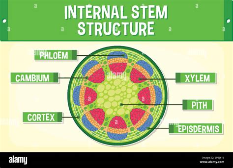 Internal Structure Of Stem Diagram Illustration Stock Vector Image And Art Alamy