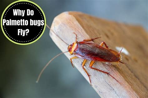 Do Palmetto Bugs Fly A Visual Guide The Cockroach Facts