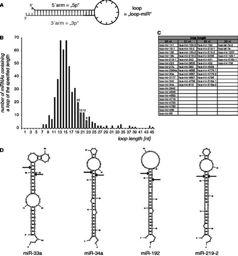 Loop Mir Structures A Hypothetically Mirna Precursors Could Be