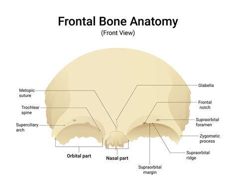 Frontal Bone Anatomy Anterior View Anatomy Note