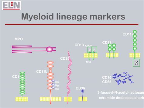 Ppt Immunophenotyping Powerpoint Presentation Free Download Id 6653001