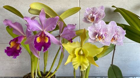 Моя новая коллекция орхидей Ну что ж дубль 3 или всё сначала Youtube