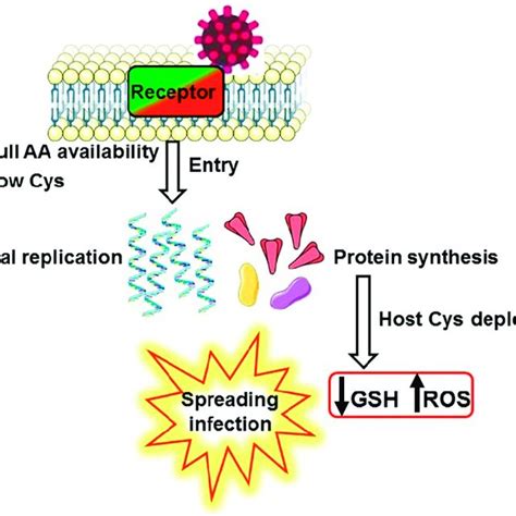 Schematic Representation Of The Biochemical Model Proposed To Describe Download Scientific