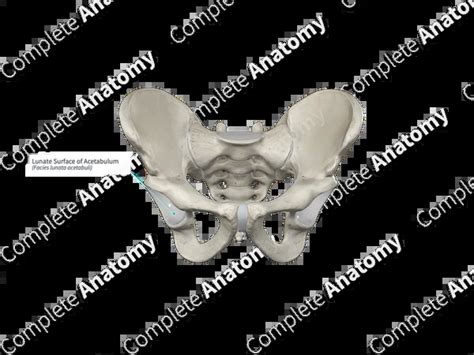 Lunate Surface Of Acetabulum Complete Anatomy
