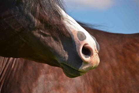 Lazy Loper About Lazy Loper