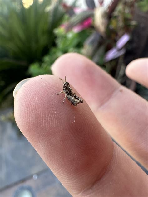 Biggest Grasshopper Youll See Today Rinsects