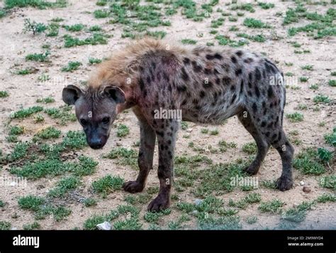 A Blood Stained Spotted Hyena Crocuta Crocuta Or Laughing Hyena In