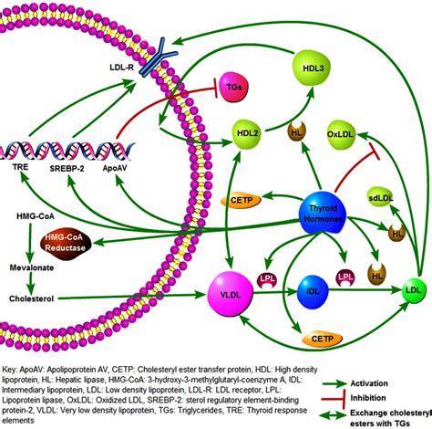 Effects Of Thyroid Hormones On Lipid Metabolism Download Scientific Diagram