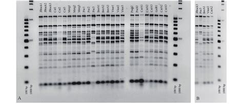 Amplification Pattern Generated By Sequence Related Amplified Download Scientific Diagram