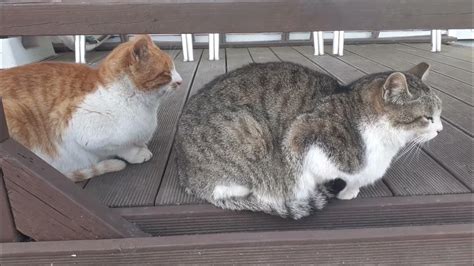 식당 옆에 있는 치즈 고양이와 고등어 고양이 Youtube