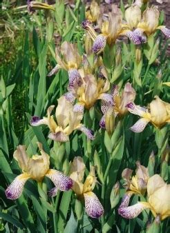 Irises Growing Iris Flowers In Australia Agt