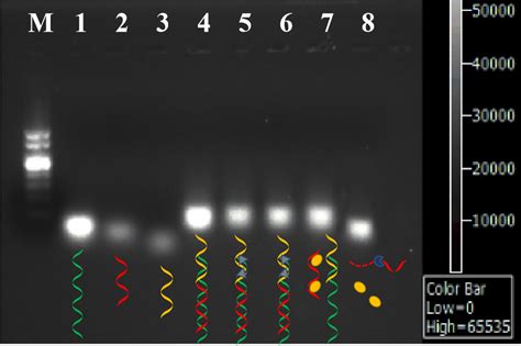 Gel Electrophoresis Image Of Detecting Hg²⁺ And Pb²⁺ Marker Lane M