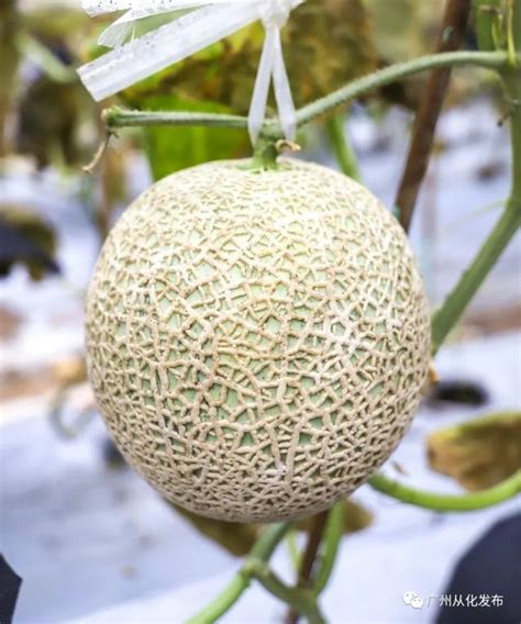 「吃瓜」群眾看過來！瓜界貴族網紋瓜成功「落戶」從化，一口就甜入心扉~ 每日頭條