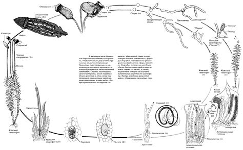 Цикл развития листостебельного мха на примере мха кукушкин лен