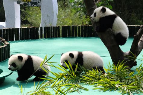 Gallery Panda Triplets Party Caixin Global