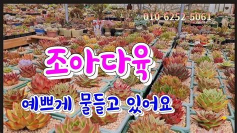 조아다육 생애최고 다육농장으로 출발피니포즈 레드누브라 신데렐라 먼로 아메치스 러블리베어 글램핑크 마디바 퍼플샴페인 제이드스타스페셜 데블스혼 에르메스