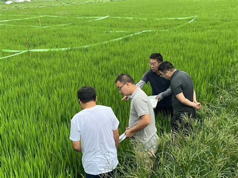 练好基本功 提升专业度 农服公司开展水稻病虫识别与调查技术培训 市社新闻 南京市供销社