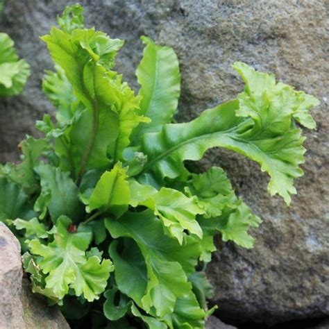 Asplenium Scolopendrium Crispum Cristatum Harts Tongue Fern