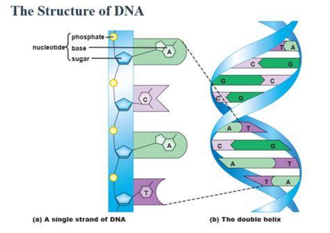 Exam 3 Biology Flashcards Quizlet