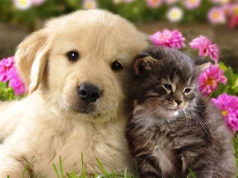 У «Дії запустять Єдиний державний реєстр свійських тварин Читайте на Ukr Net