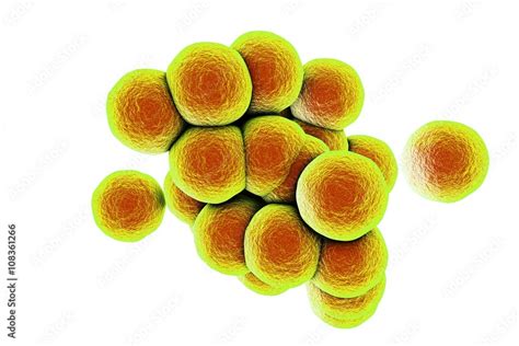 Staphylococcus Aureus Isolated On White Background Pyogenic Bacteria Purulent Bacteria
