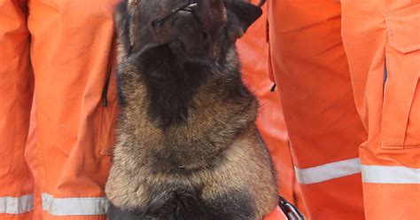 붕대투혼 구조견 해태