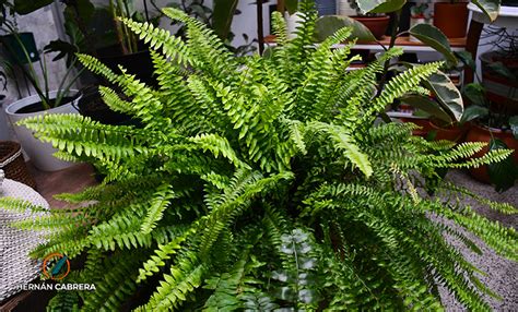 Los Helechos Plantas Nobles De Origen Tropical ¿cómo Cuidarlas