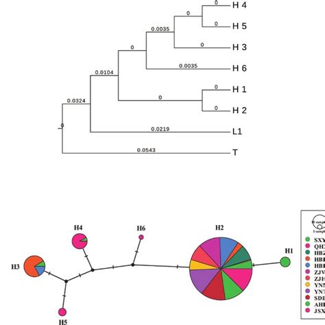 Maximum Likelihood Phylogenetic Tree A And Tcs Haplotype Network B