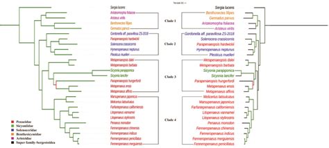 Phylogenetic Trees Protein Coding Genes Derived By Bayesian Method