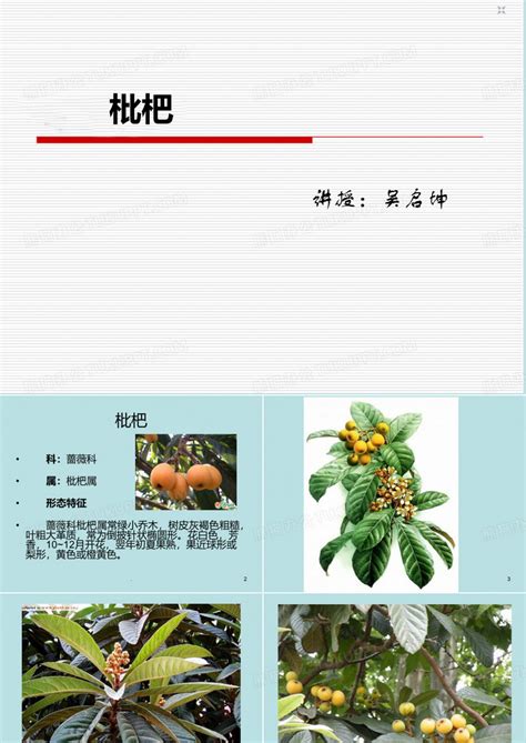 国画 枇杷课件PPT模板下载 编号qnndeadq 熊猫办公