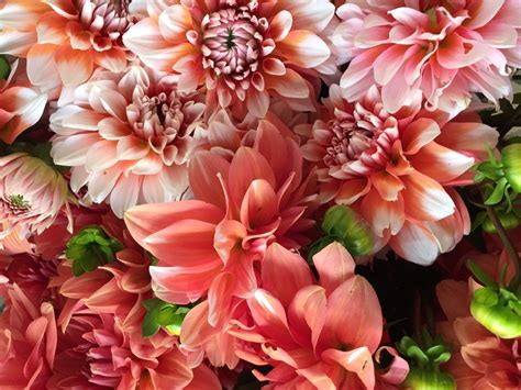 Are Dahlias Perennials A Comprehensive Guide