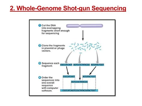 lec 7 methods of dna sequencing pptx amrk ppt
