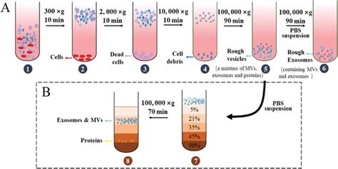 Diagram Of Differential Centrifugation And Density Gradient