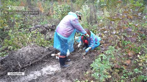 Брянская Губерния Волонтеры и лесники высадили под Дятьково тысячи сеянцев будущего сосняка