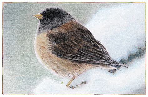 Dark Eyed Junco Drawing By Stephen Stanley Pixels