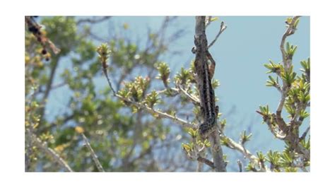 Darwins Microevolution And Macroevolution No Videos Chaidir Adam 2018 Ppt