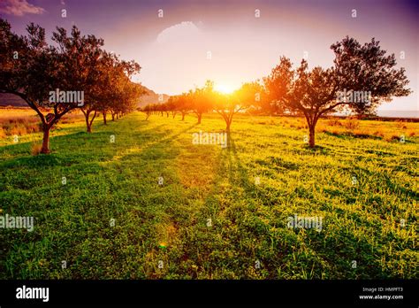 Tree Shadow With Sunset Stock Photo Alamy