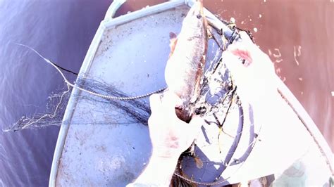 МНОГО ЩУКИ!!!!!!ГЛАЗ НЕ ОТОРВАТЬ))))))))) - YouTube