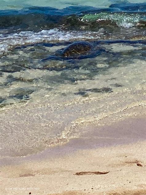 Conservation Of The Hawaiian Sea Turtle On The Road With Red