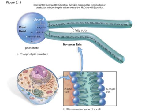 Chapter Membrane And Structure Function Flashcards Quizlet