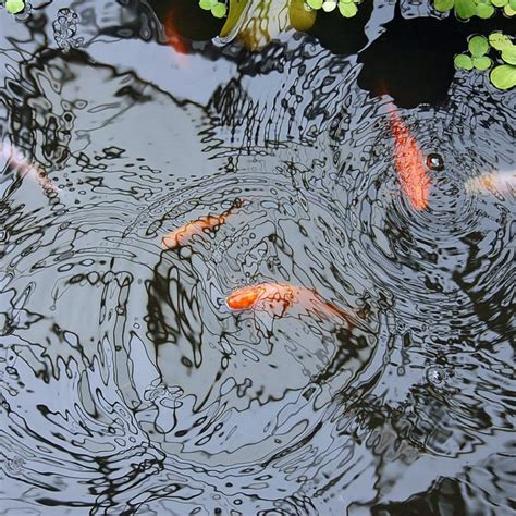 How China Is Applying Ecological Engineering Techniques In Pond Aquacu