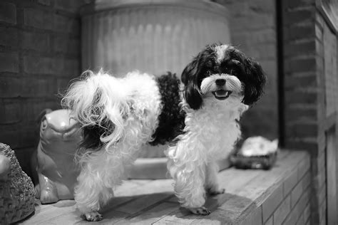 Cachorros Cockapoo Blancos Y Negros