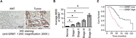 Frontiers Up Regulated Grb7 Protein In Gastric Cancer Cells