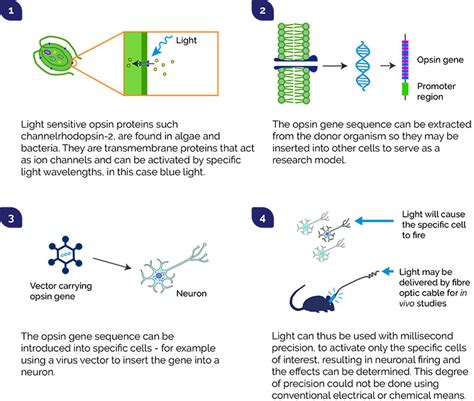 Optogenetics Powerful Techniques Of The Brain Oxford Instruments